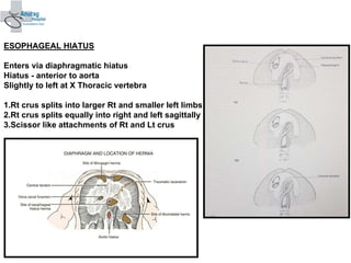 Surgical Anatomy of Esophagus | PPTX