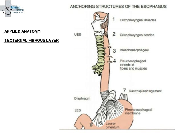 Esophagus Anatomy
