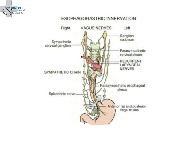 Esophagus Anatomy