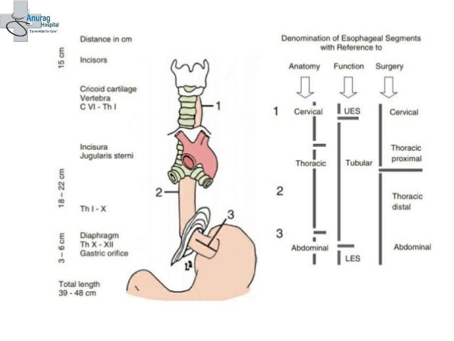 Esophagus Anatomy