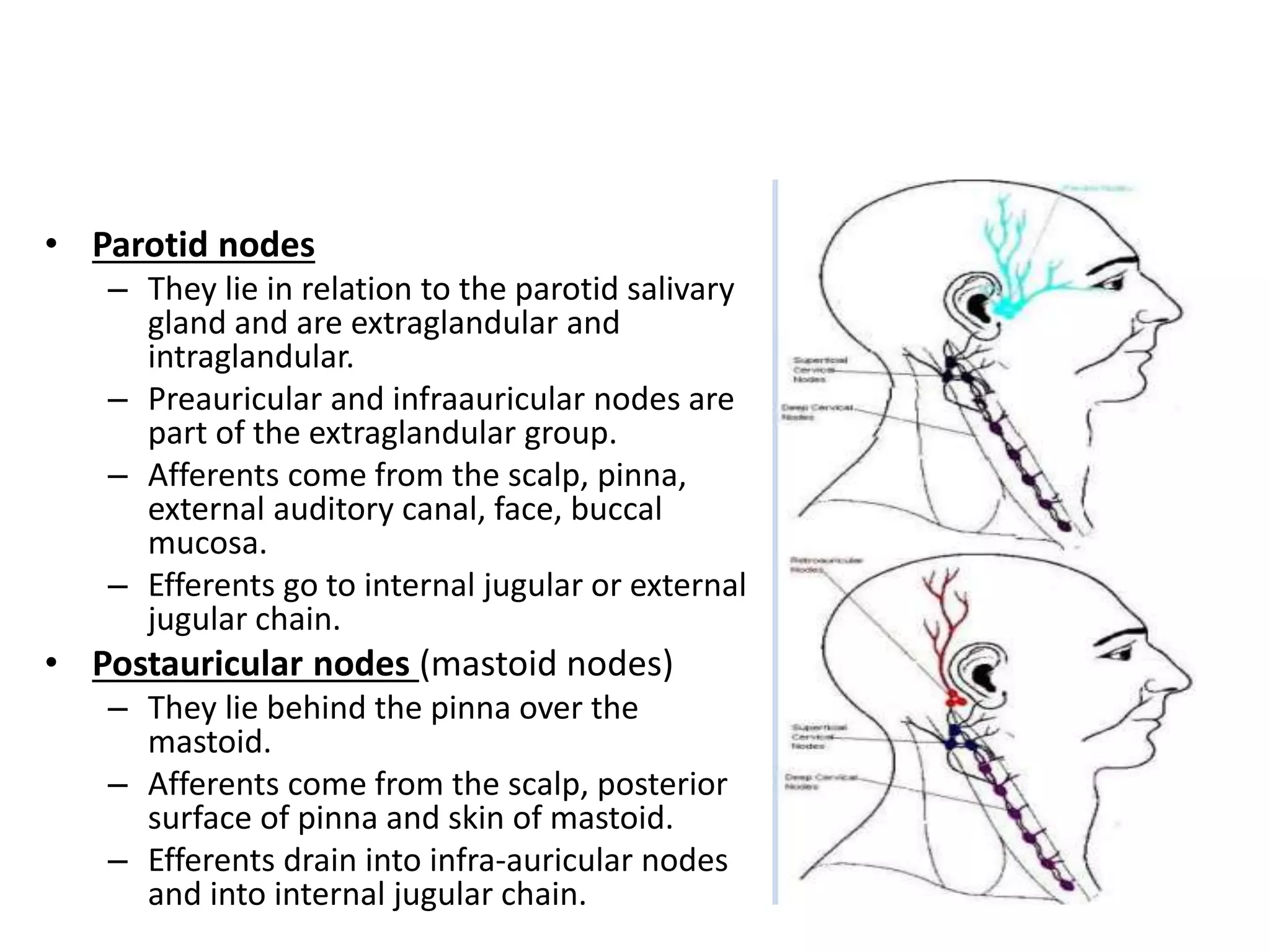 Anatomy, etiology, clinical evaluation of neck nodes | PPTX
