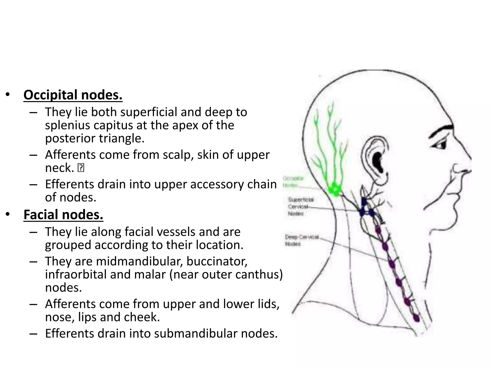 Anatomy, etiology, clinical evaluation of neck nodes | PPTX