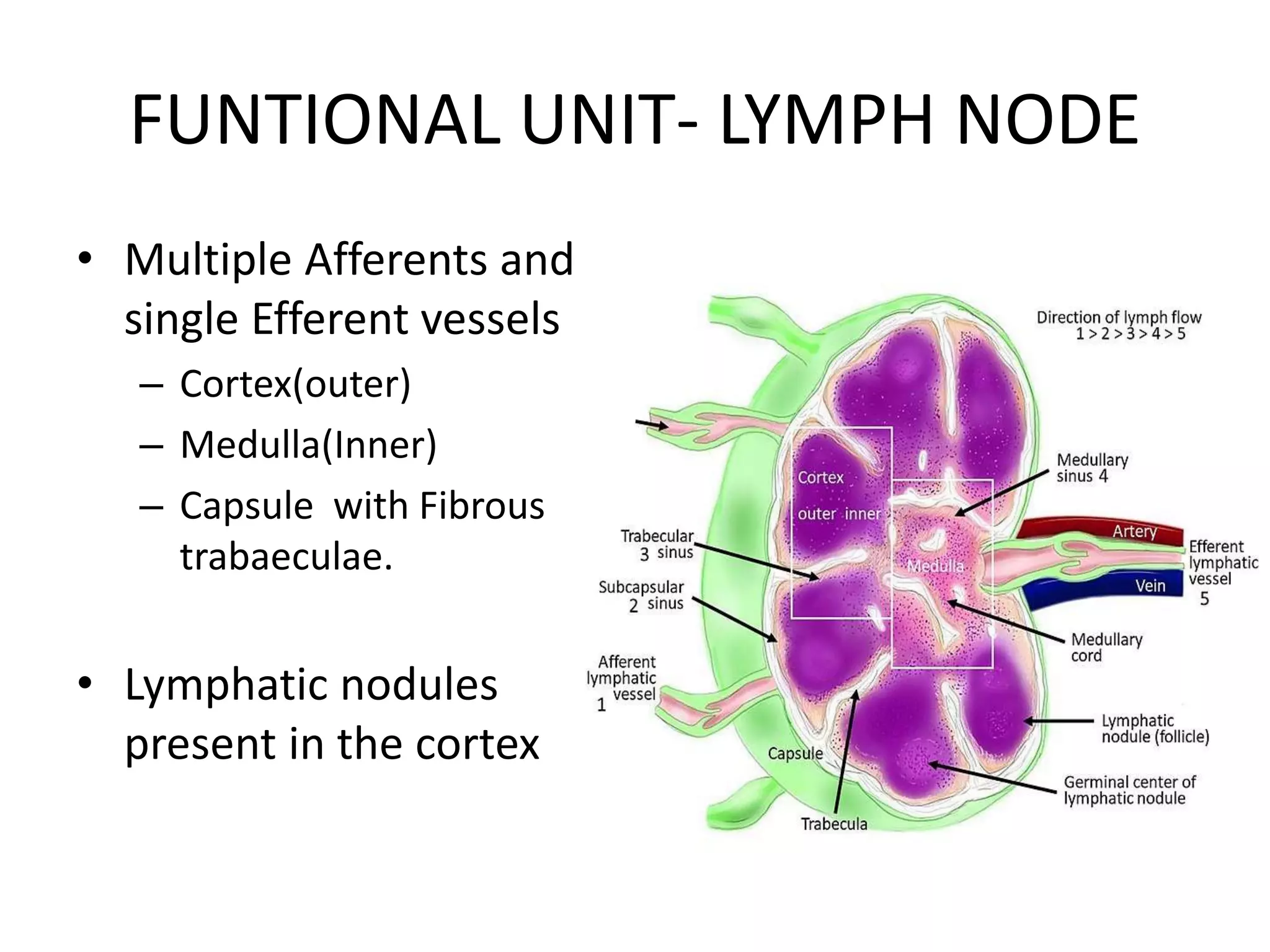 Anatomy, etiology, clinical evaluation of neck nodes | PPTX