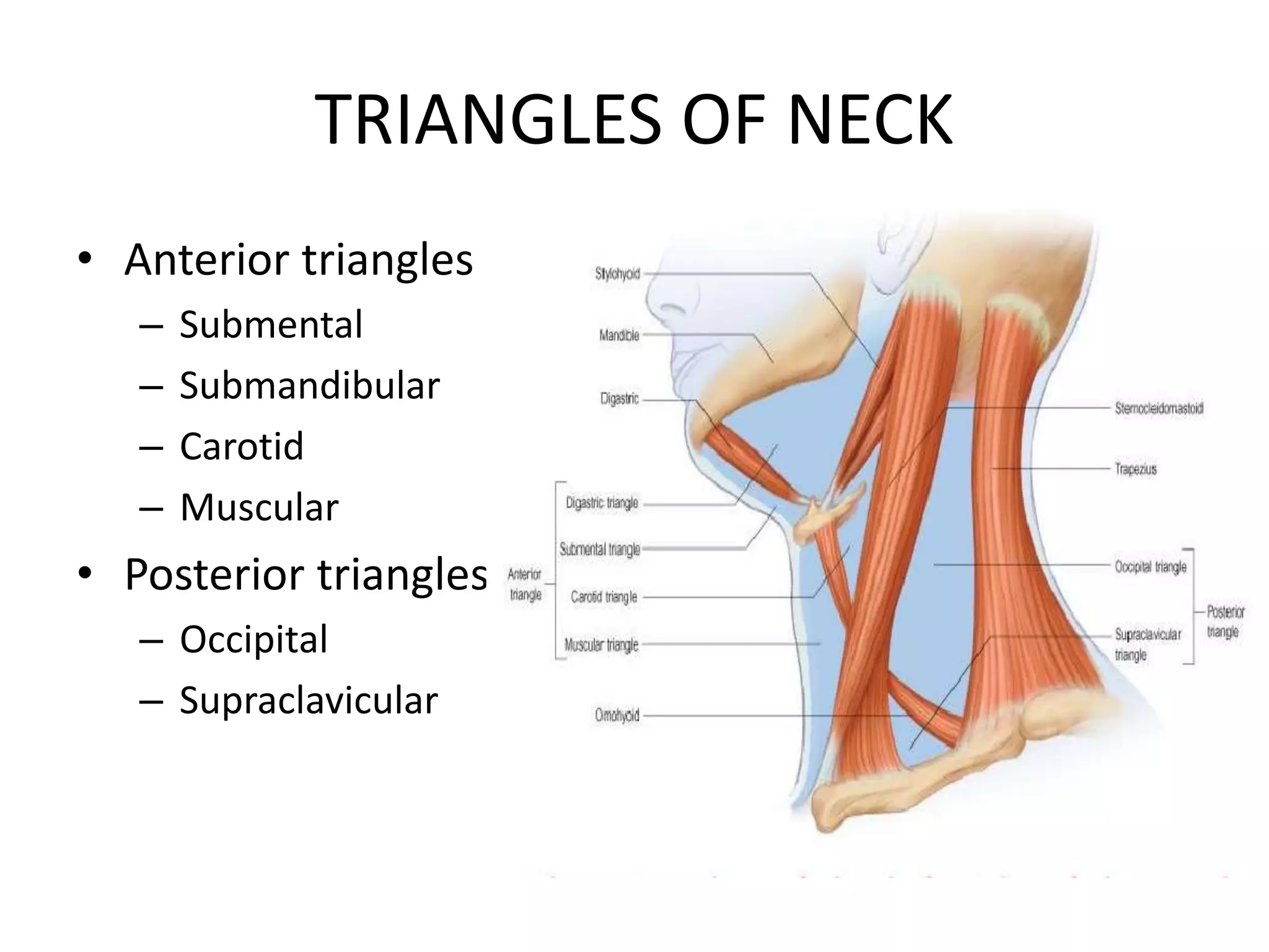 Anatomy, etiology, clinical evaluation of neck nodes | PPTX