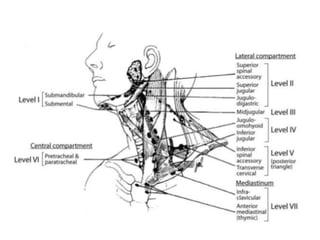 Anatomy, etiology, clinical evaluation of neck nodes | PPTX