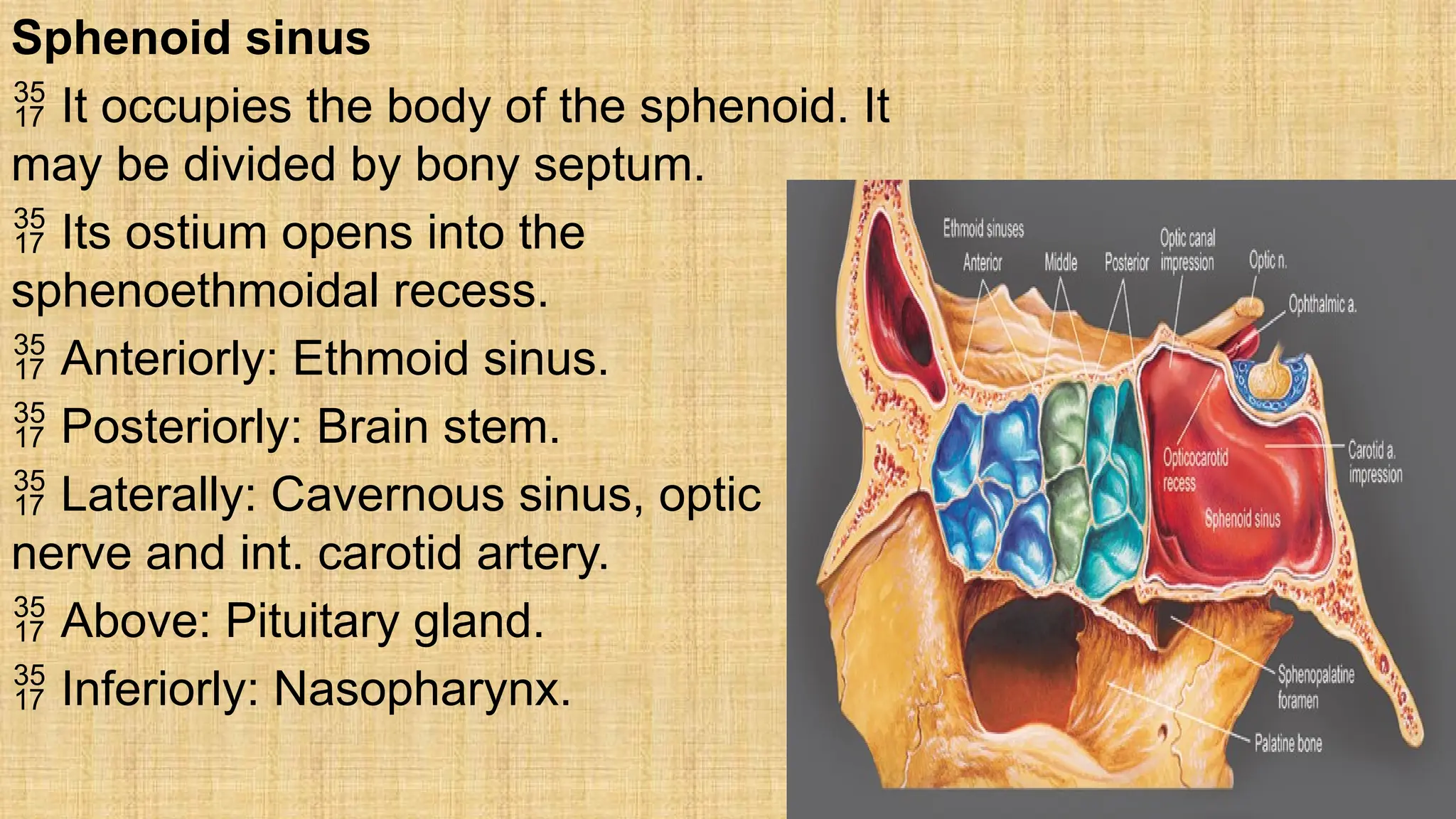 anatomy, examination of the nose for undergraduates.pptx