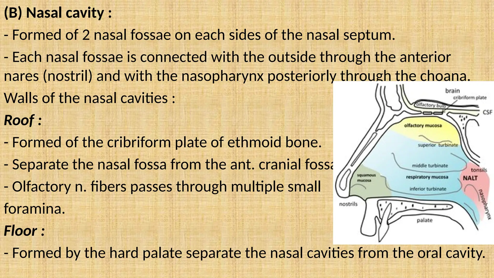 anatomy, examination of the nose for undergraduates.pptx