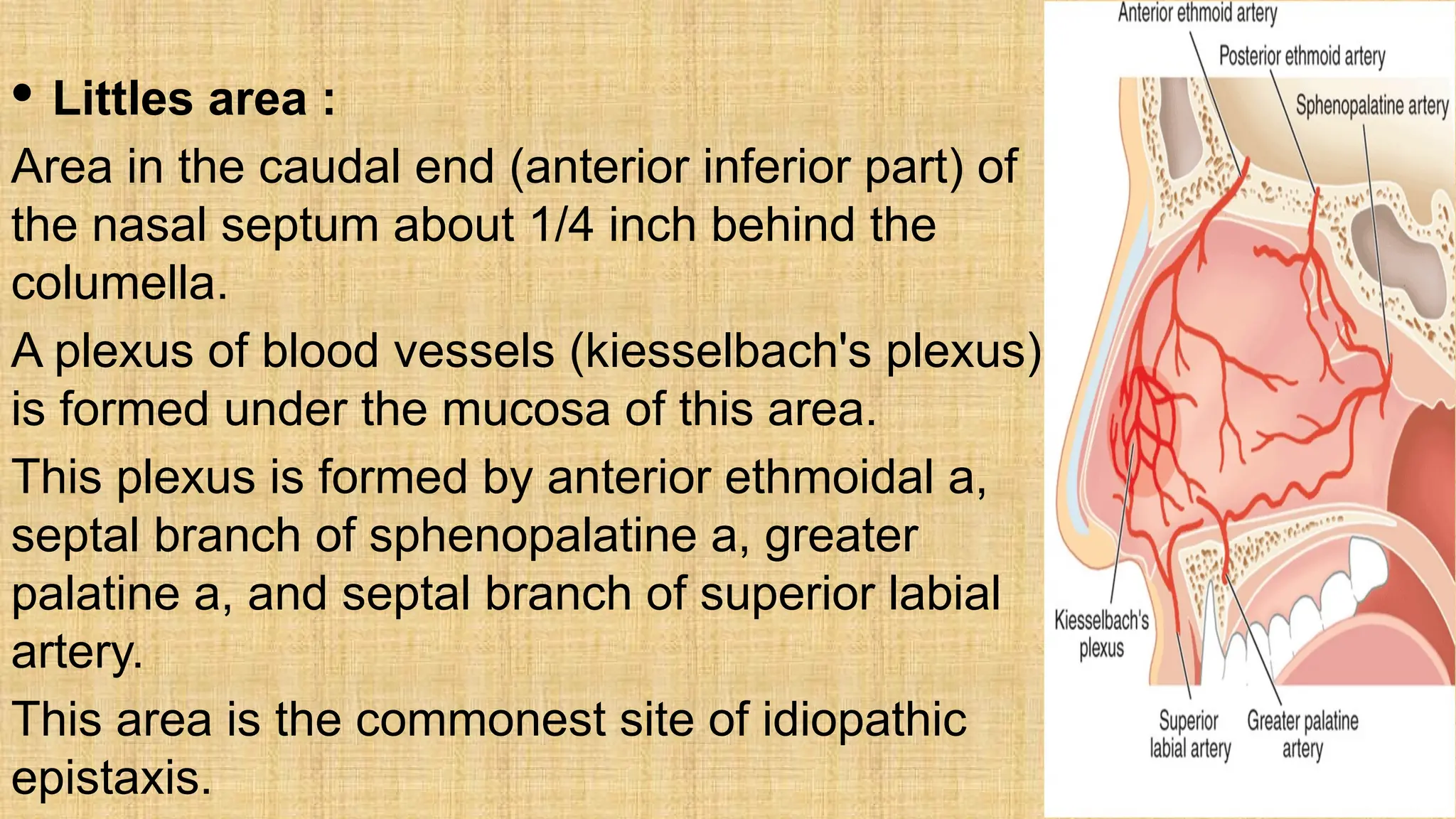 anatomy, examination of the nose for undergraduates.pptx