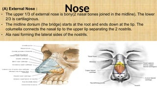 anatomy, examination of the nose for undergraduates.pptx