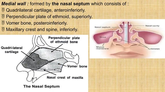 anatomy, examination of the nose for undergraduates.pptx