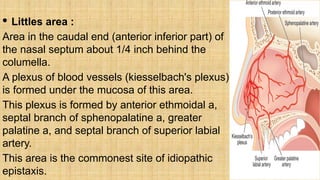 anatomy, examination of the nose for undergraduates.pptx