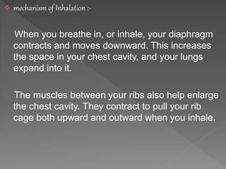 Structure of the Heart and Respiratory System | PPTX