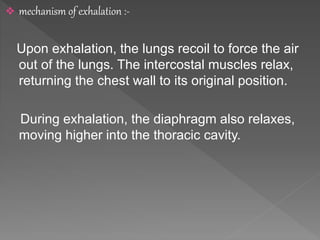 Structure of the Heart and Respiratory System | PPT