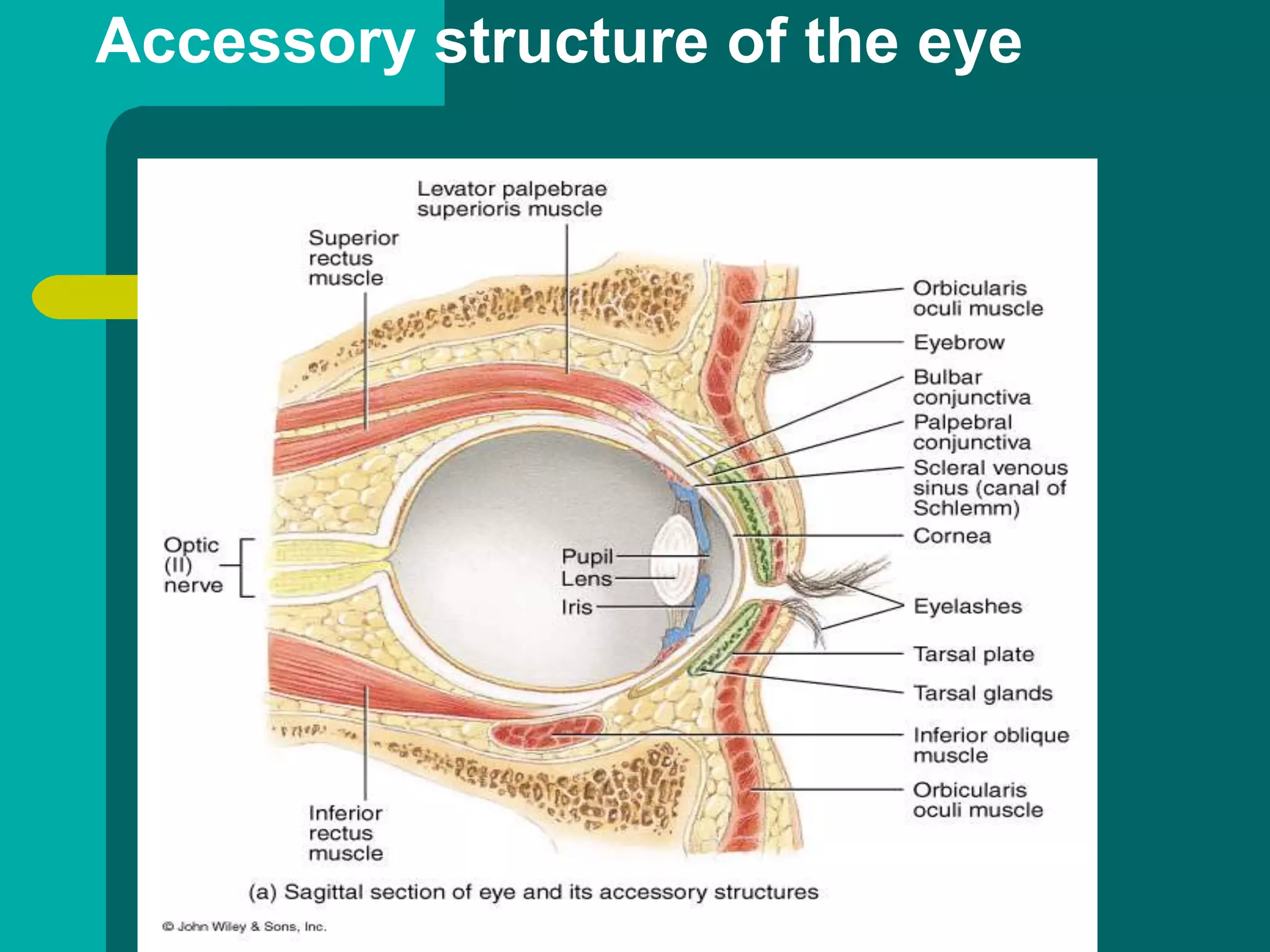 Anatomy of external as well internal eye | PPT