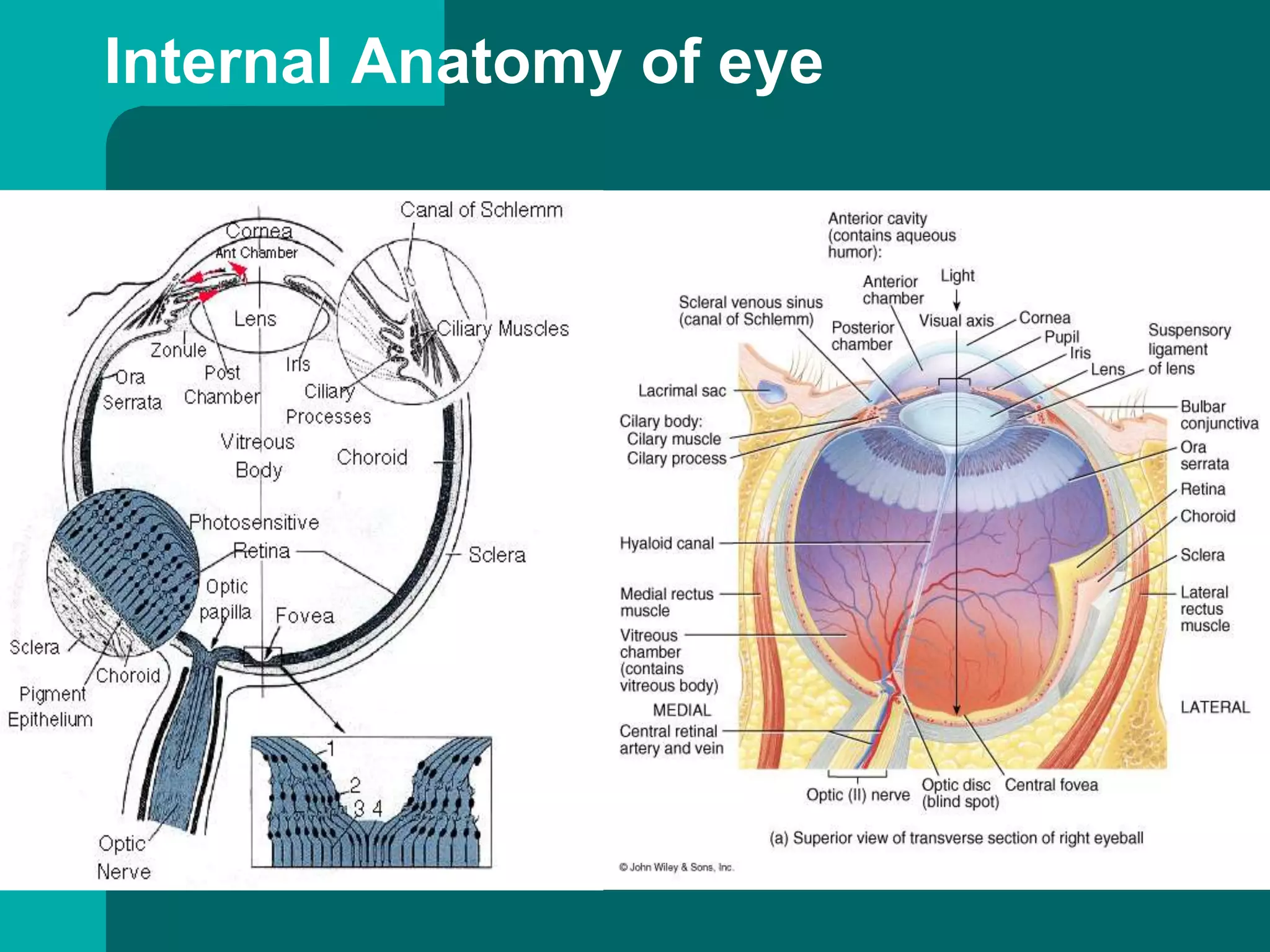 Anatomy of external as well internal eye | PPT