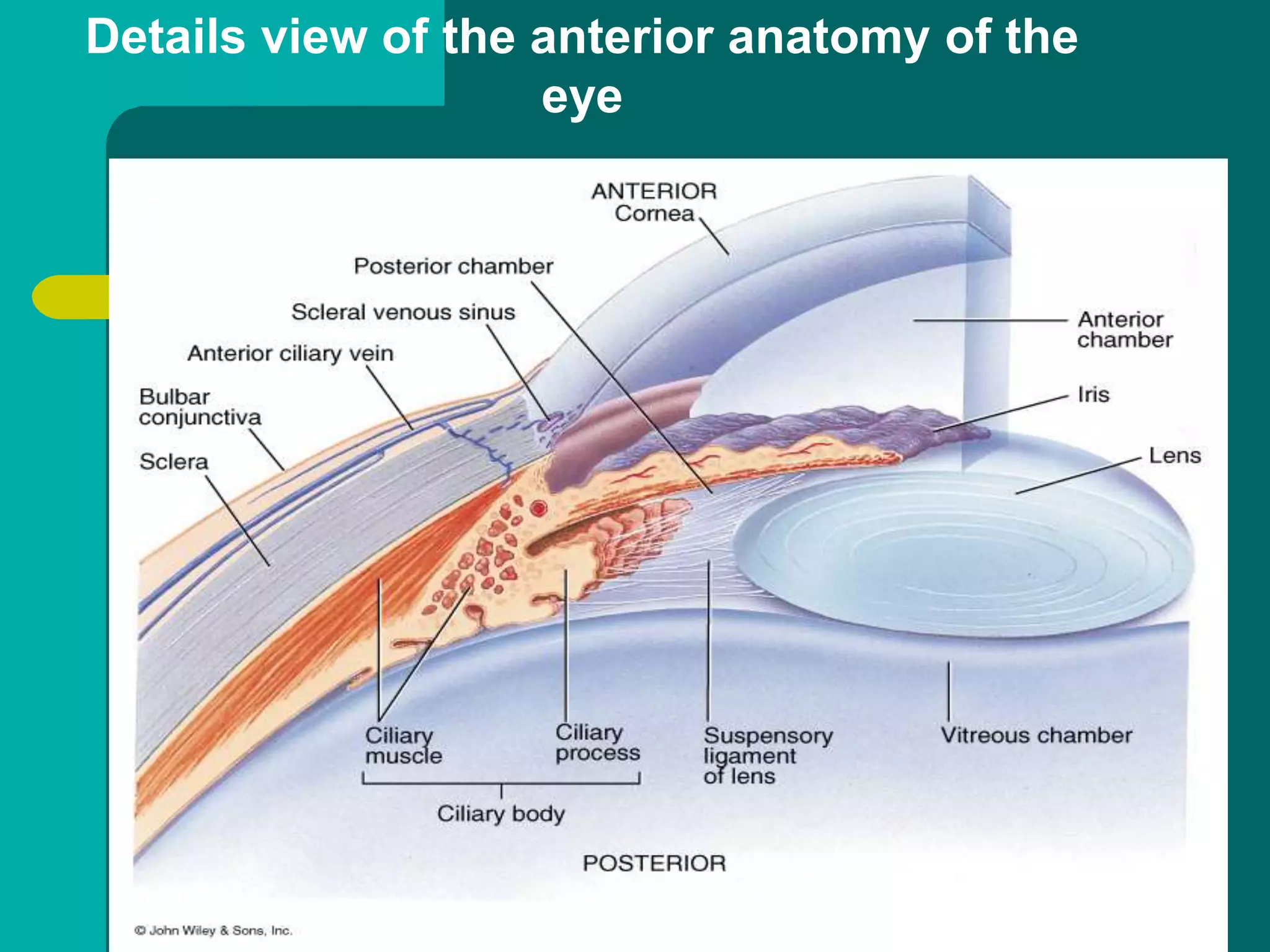 Anatomy of external as well internal eye | PPT