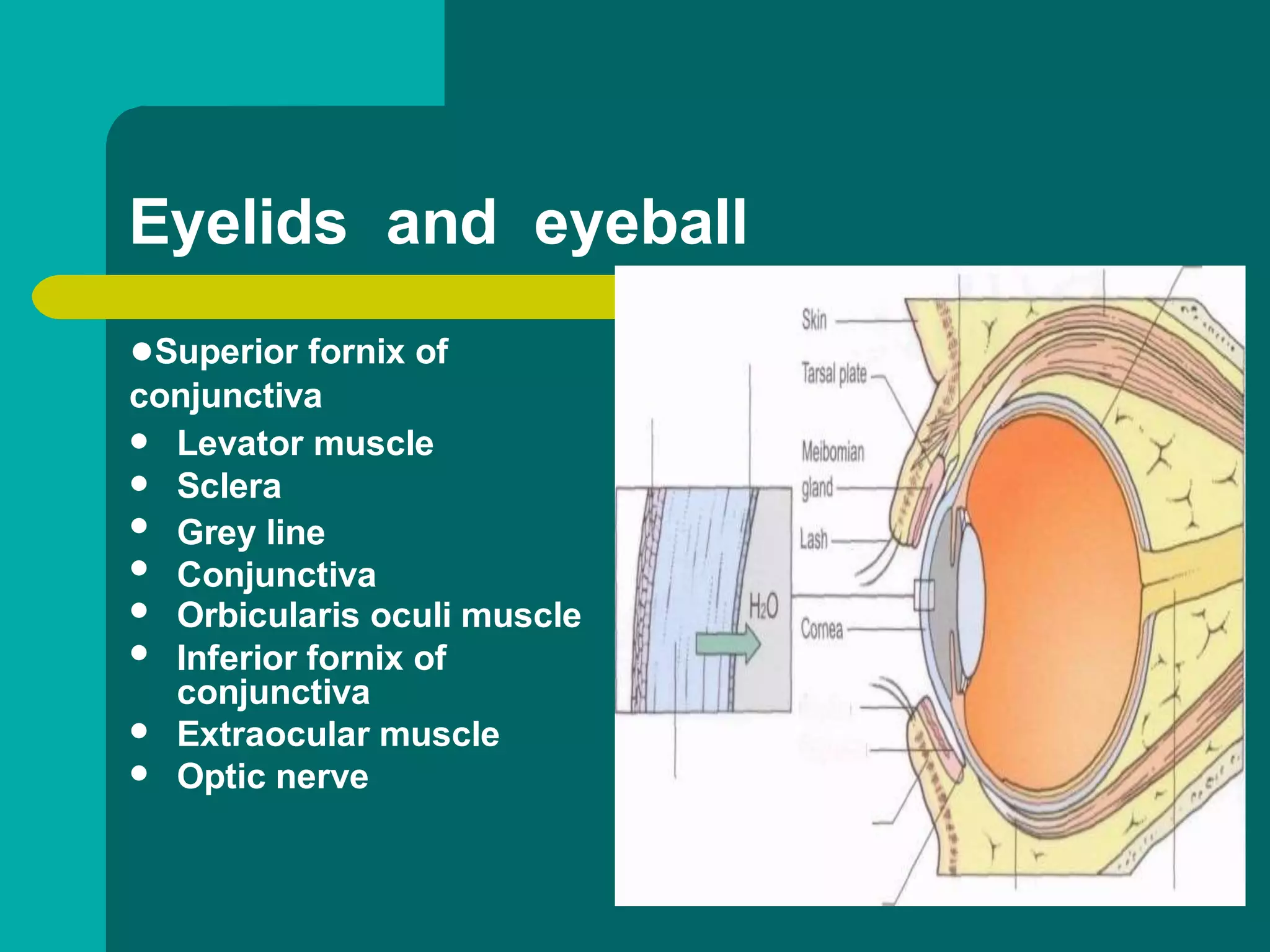 Anatomy of external as well internal eye | PPT