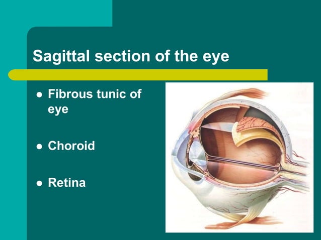 Anatomy of external as well internal eye | PPT