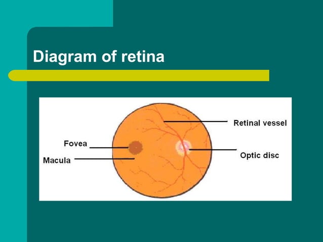 Anatomy of external as well internal eye | PPT