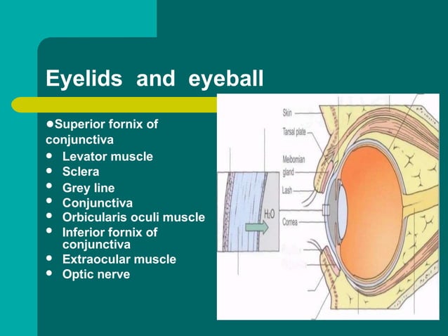 Anatomy of external as well internal eye | PPT
