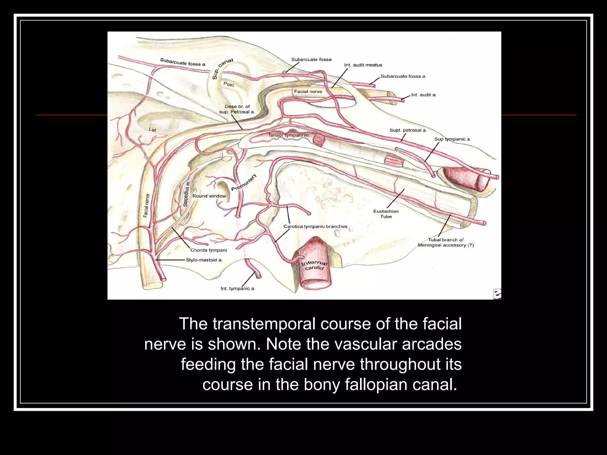 Anatomy facial nerve | PPT