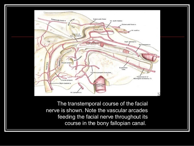 Anatomy facial nerve