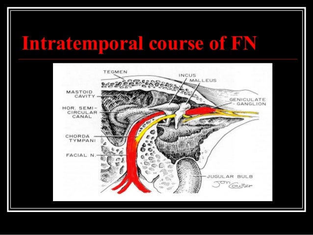 Anatomy facial nerve