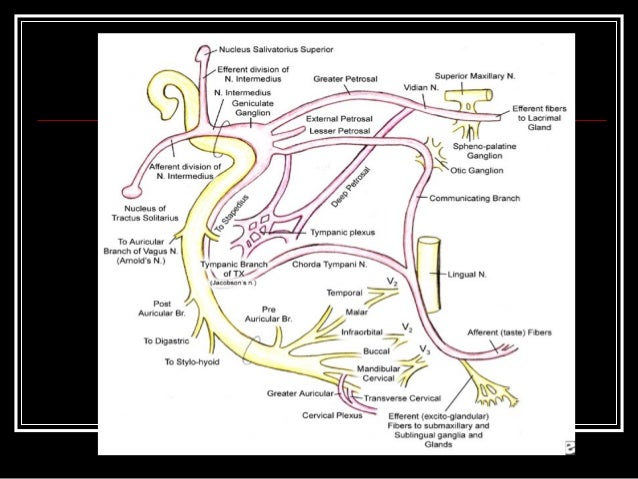 Anatomy facial nerve