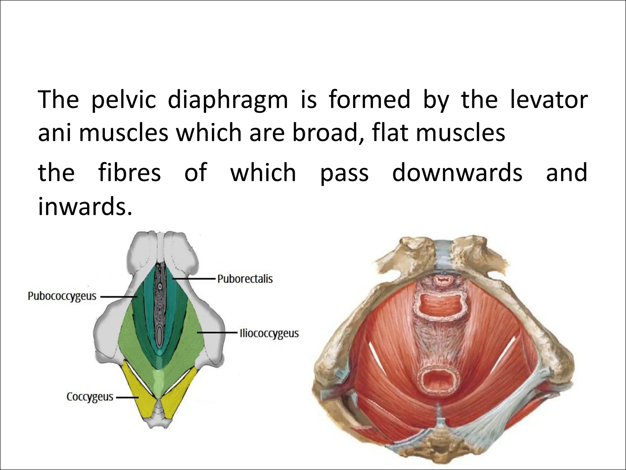 Anatomy female genital tract of external anatomy | PPT