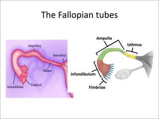 Anatomy female genital tract of external anatomy | PDF