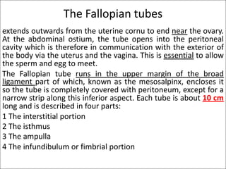 Anatomy female genital tract of external anatomy | PPT