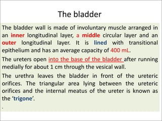 Anatomy female genital tract of external anatomy | PPT