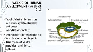 ANATOMY FERTILIZATION, IMPLANTATION AND EMBRYONIC WEEK.pptx