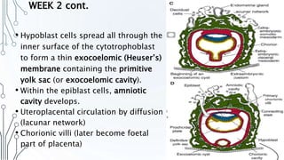ANATOMY FERTILIZATION, IMPLANTATION AND EMBRYONIC WEEK.pptx