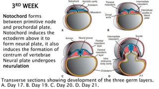 ANATOMY FERTILIZATION, IMPLANTATION AND EMBRYONIC WEEK.pptx