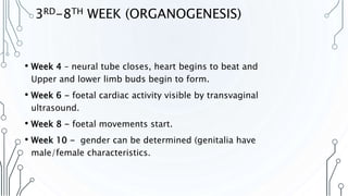 ANATOMY FERTILIZATION, IMPLANTATION AND EMBRYONIC WEEK.pptx