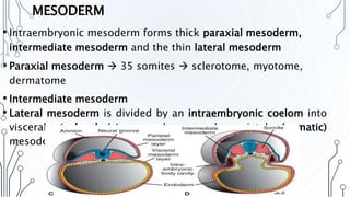 ANATOMY FERTILIZATION, IMPLANTATION AND EMBRYONIC WEEK.pptx