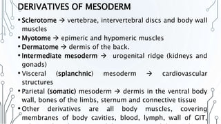 ANATOMY FERTILIZATION, IMPLANTATION AND EMBRYONIC WEEK.pptx