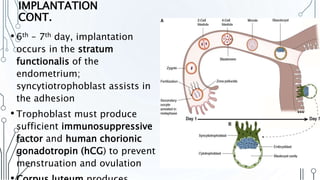 ANATOMY FERTILIZATION, IMPLANTATION AND EMBRYONIC WEEK.pptx