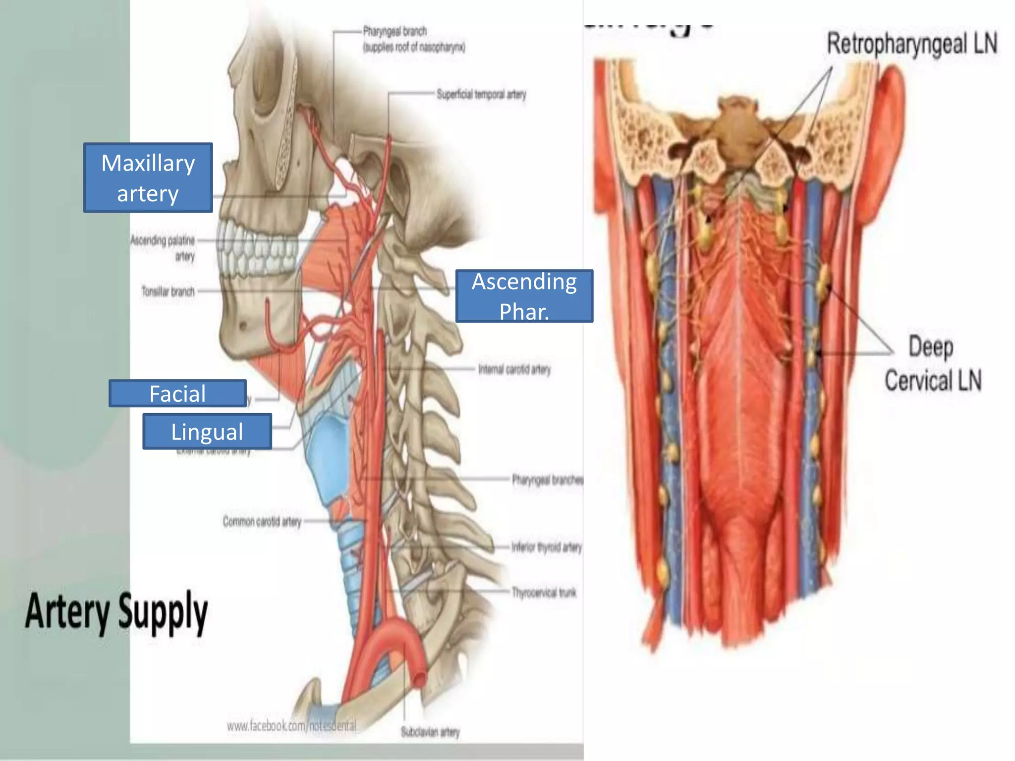 Anatomy-pharynx | PPT
