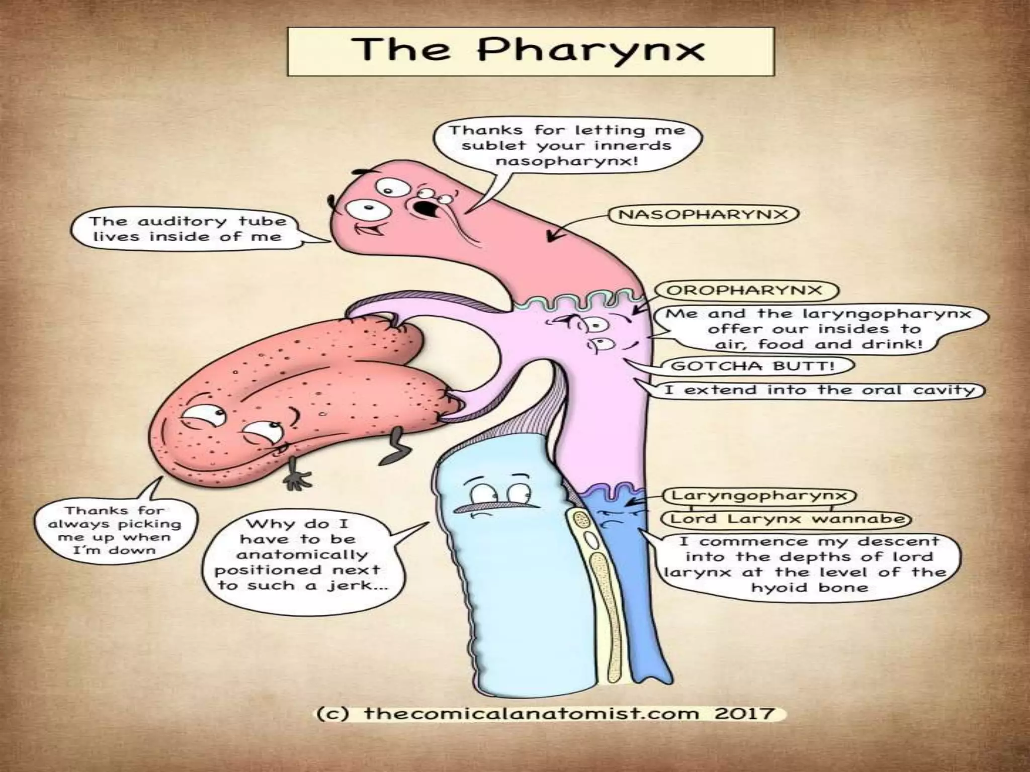 Anatomy-pharynx | PPT