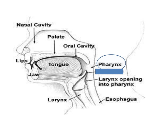 Anatomy-pharynx | PPT