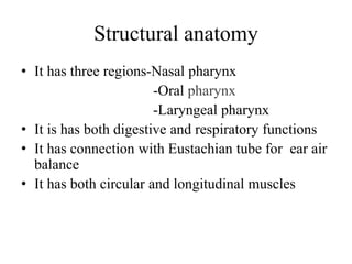 Anatomy-pharynx | PPT