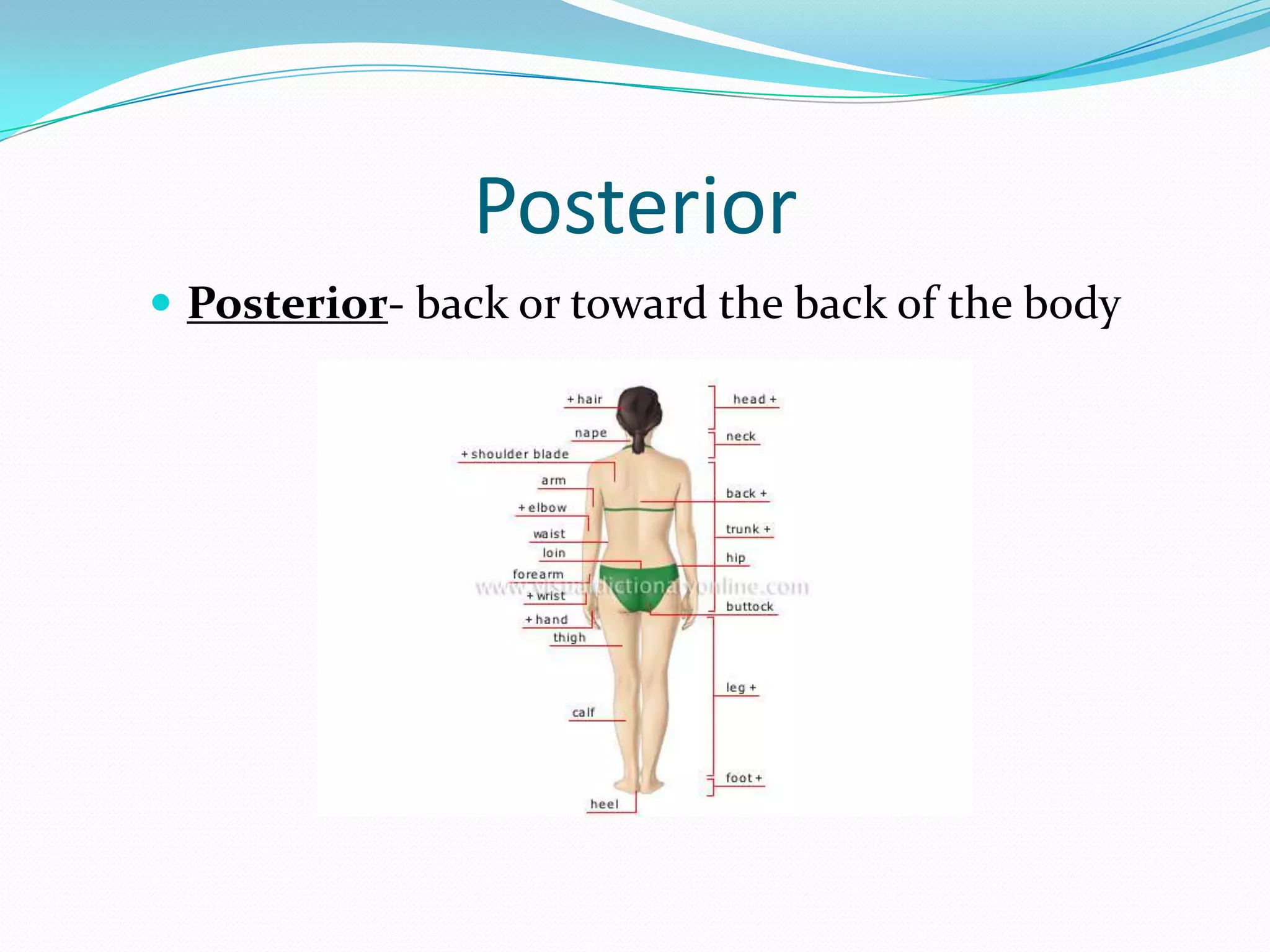 Anatomy Final Exam Review | PPTX