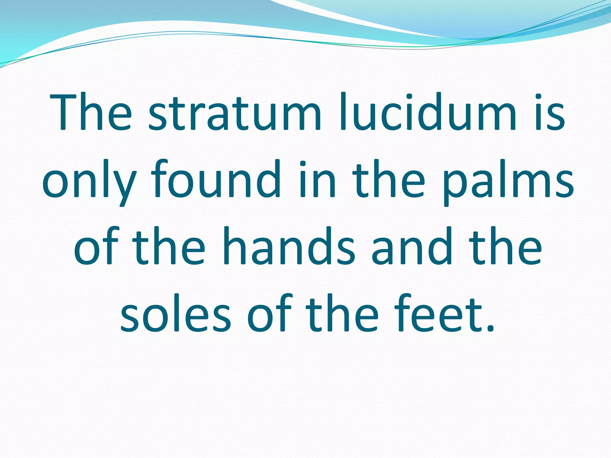 Anatomy Final Exam Review | PPTX