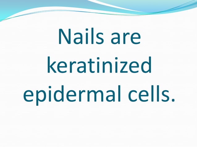 Anatomy Final Exam Review | PPT