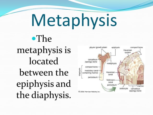 Anatomy Final Exam Review | PPT
