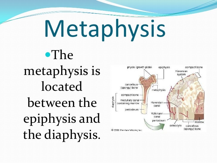 Anatomy Final Exam Review