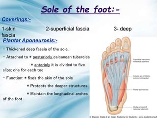 Anatomy Foot.ppt