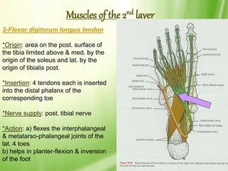 Anatomy Foot.ppt